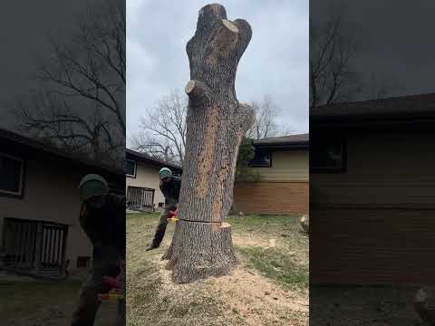 Roseville, MN Tree Company | Renstrom Tree Service