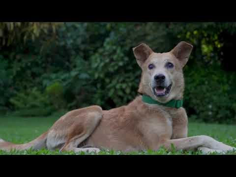 honest paws cbd oil reviews