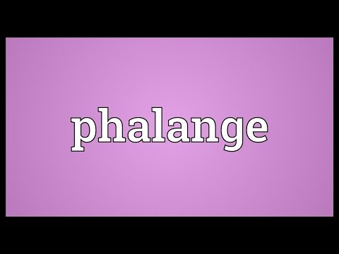 Phalange Meaning
