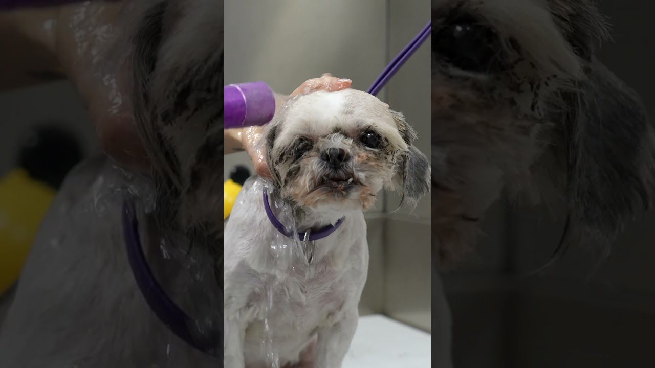 Helping a Matted Senior Dog