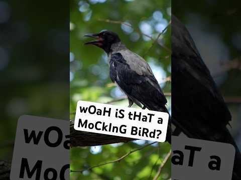 Mockingbirds are mean ☹️