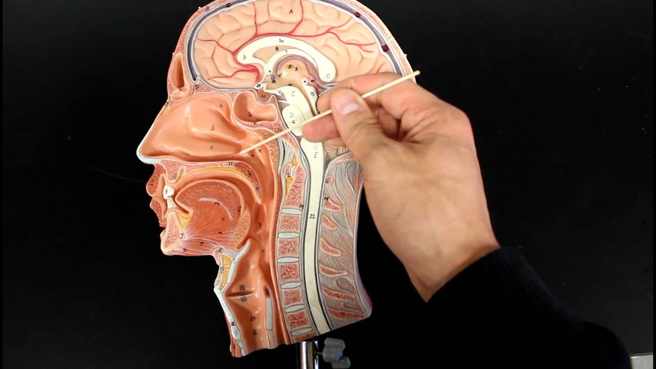 RESPIRATORY SYSTEM ANATOMY: Air flow from the nose to laynx 1/2 head model