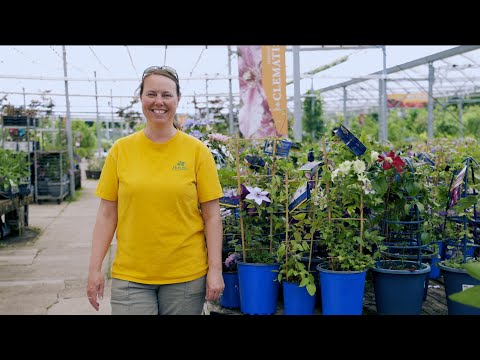 PETITTI Clematis | Grow for Repeat Blooms, Deer Resistance & Pollinators