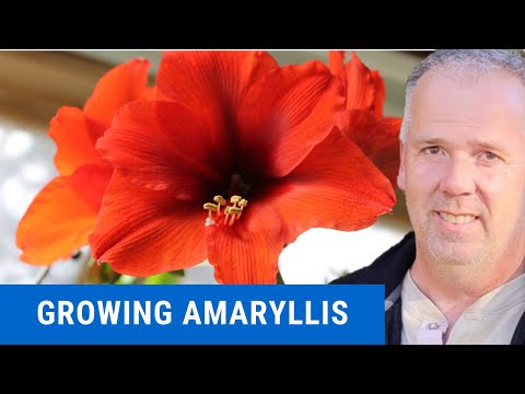 How to grow Amaryllis bulbs