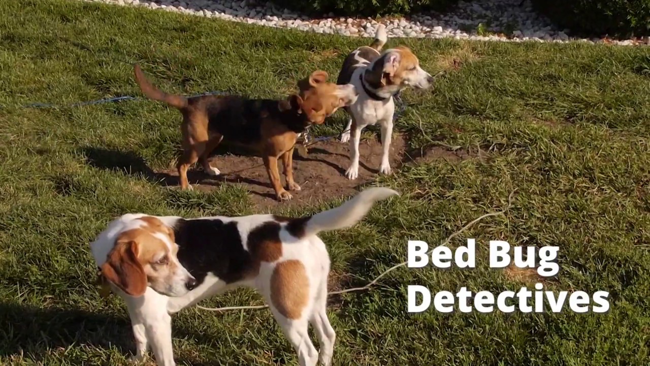 Bed Bug Treatment (248) 399-4298 - Pronto Pest