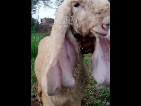 for sale kajla kid..0.3.0.3.6.0.7.6.7.9.6