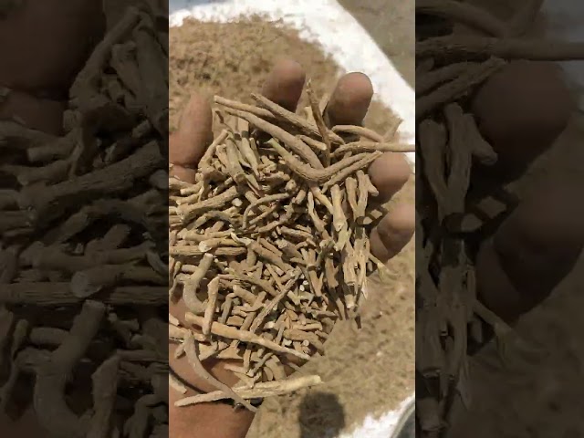 Herbal Roots - Arand Mool Root Manufacturer from Neemuch