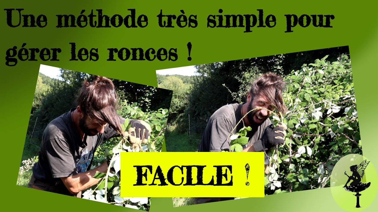 Comment faire en sorte que les ronces ne poussent plus dans votre jardin