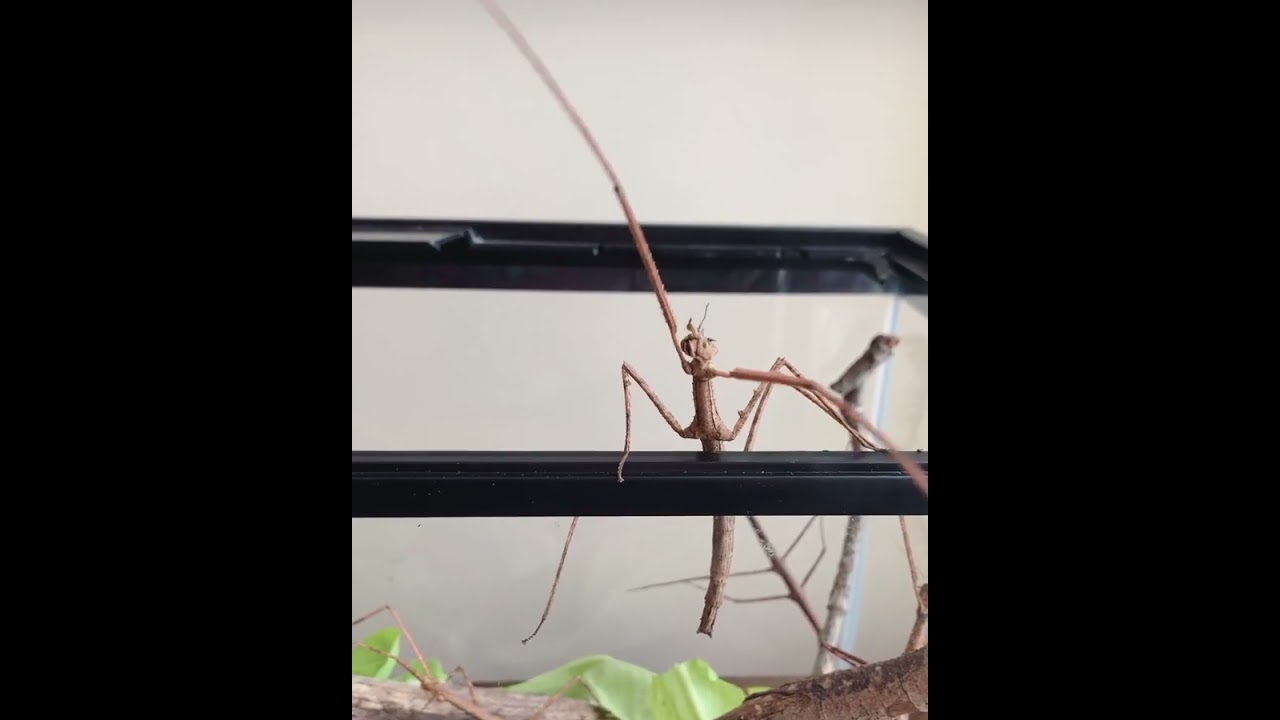 Stick Bug Waving