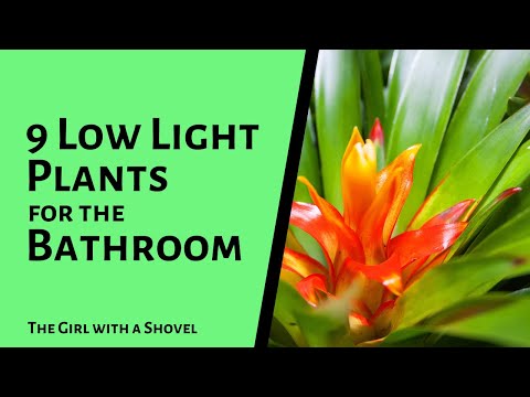 9 Low Light Plants for the Bathroom