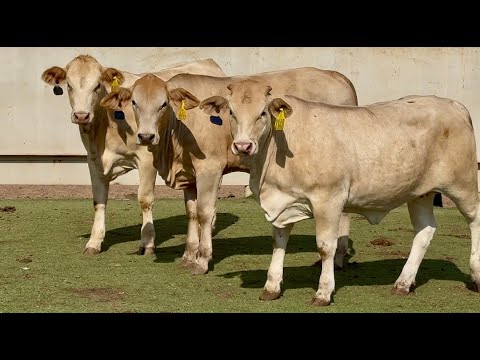 Charolais Beefmaster Cross - J&J Cattle Co