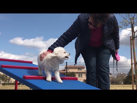 Windrow Dog Park