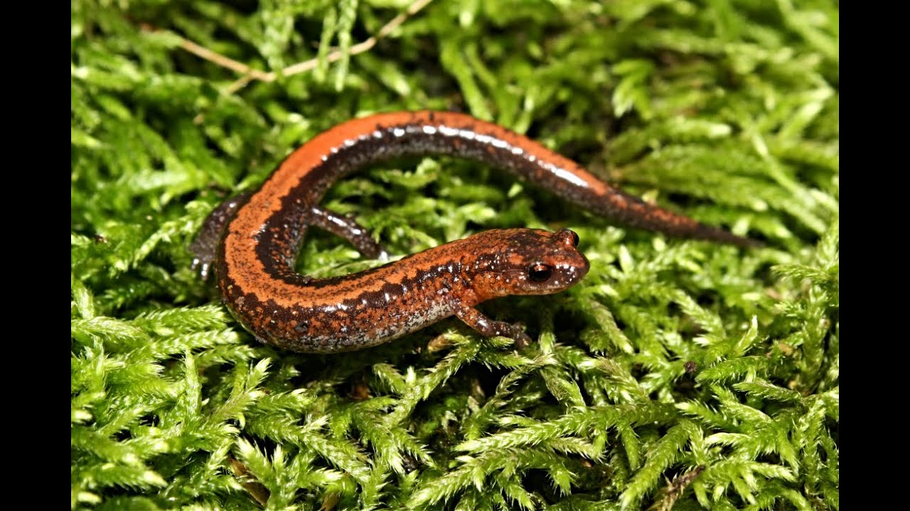 How To Search For Salamanders