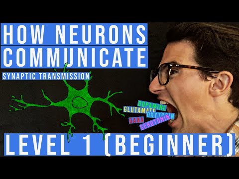 Synaptic Transmission and The Synapse (Level 1 Beginner)