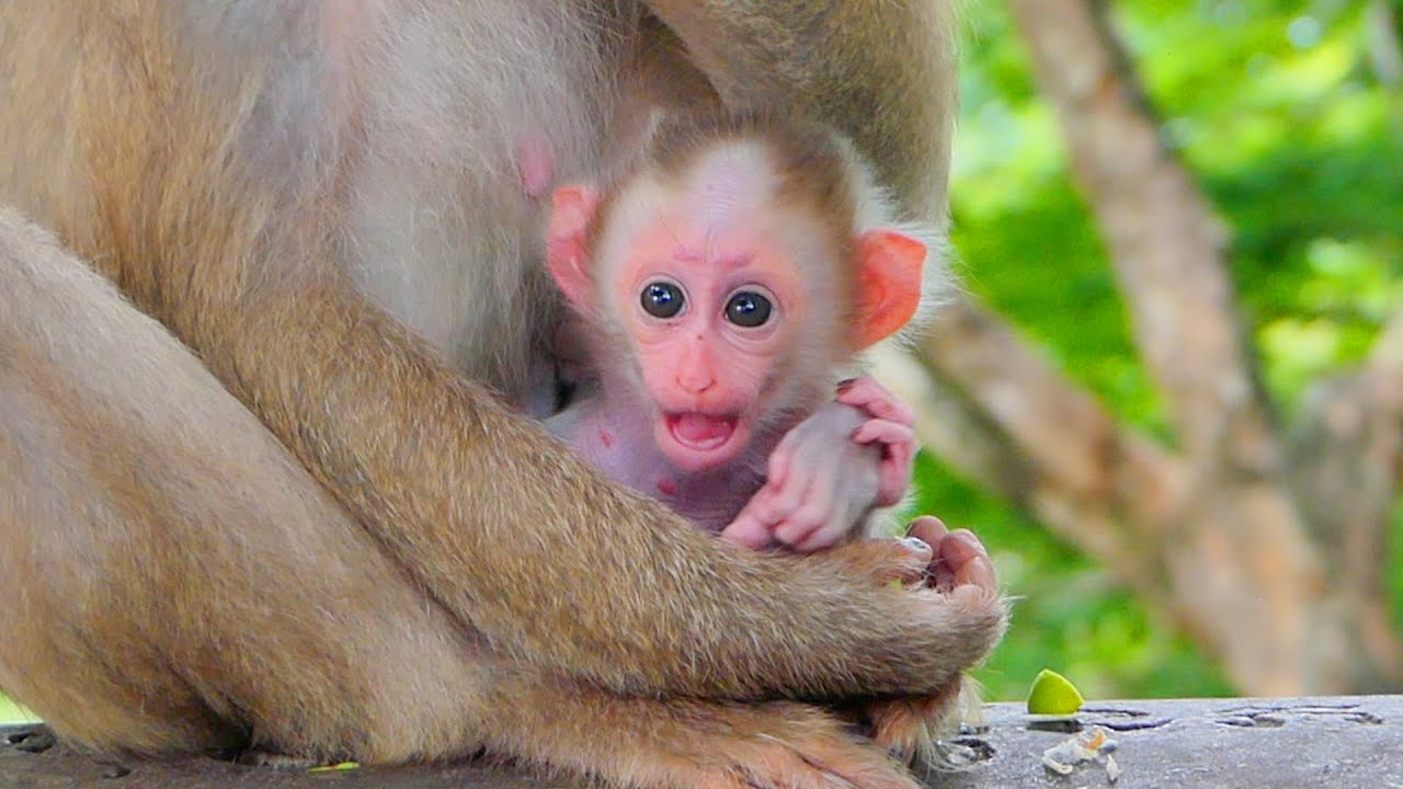 Super Cute....Baby Monkey Marco Looks Adorable With Smiling Face