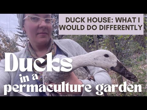 Ducks in a Permaculture Garden: Why I Love Them, Thoughts on Housing