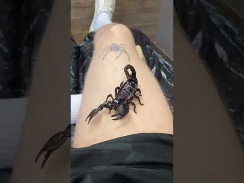 Scorpion Tattoo Design || Trigger Tattoo #shorts #tattoo #design #scorpion #realistic