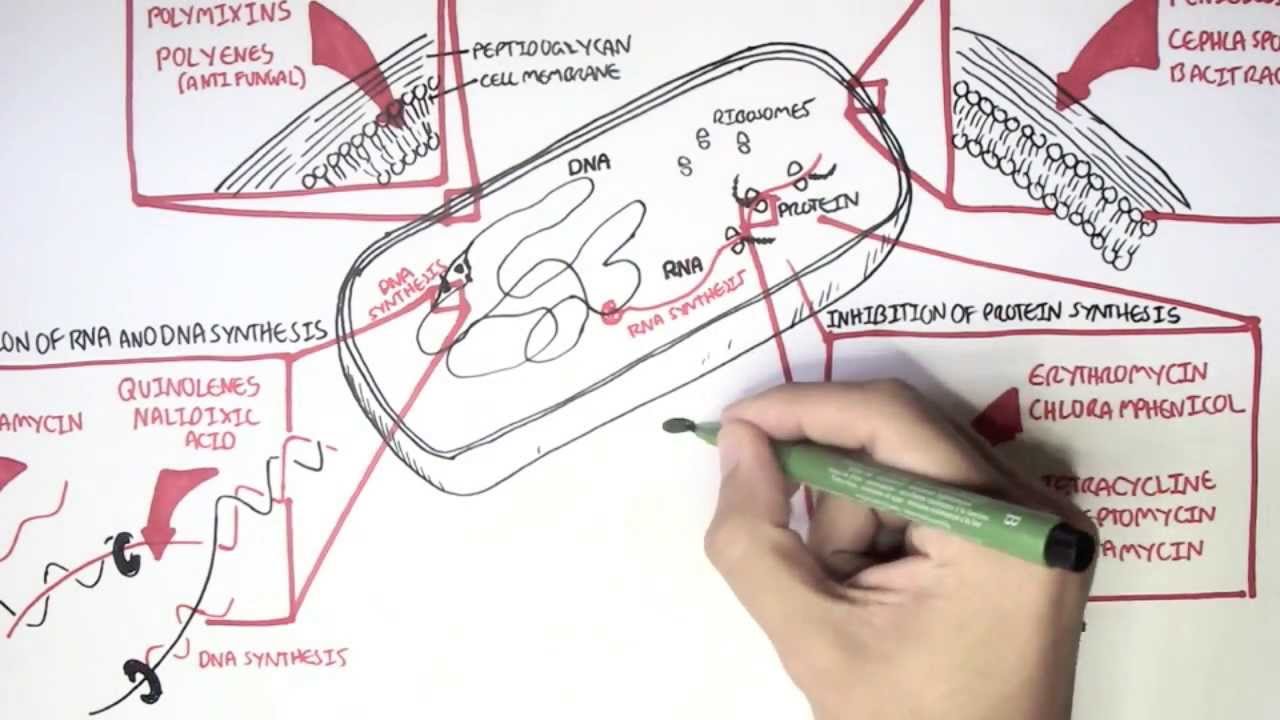 Microbiology - Antibiotics Mechanisms of Action