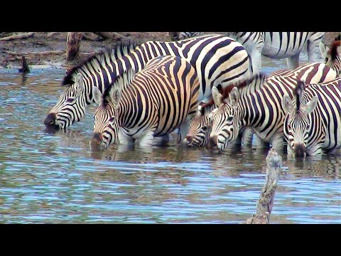Kalahari (Botswana) Tenting out with Bushmen, scorpions and Meerkats