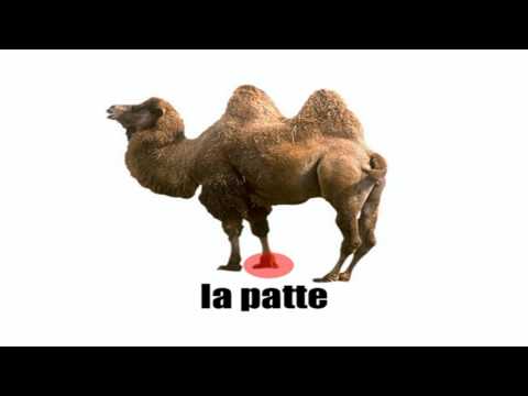 French words with pictures # The camel