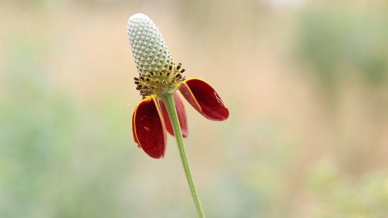 PRAIRIE CONEFLOWER (Ratibida columnifera)
