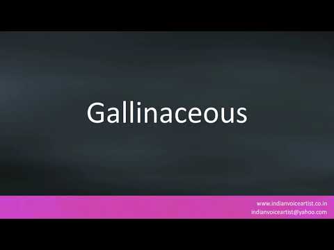 How to pronounce "Gallinaceous".