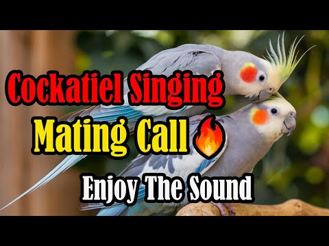 Cockatiel singing Mating Sounds 2025 Natural Chirping of Gray Cockatiel |Stimulating & Relaxing Bird