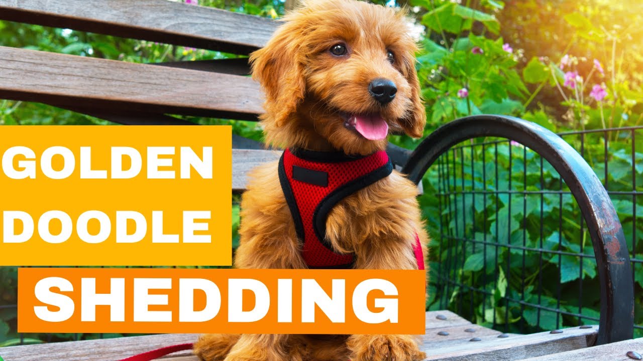 Do Goldendoodles Shed? 🐶
