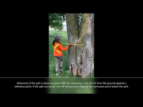 EcoJect System - Measuring multi-stem trees - At DBH or higher