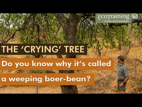 Flora Fridays: Weeping boer-bean | Schotia brachypetala