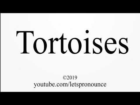 How to Pronounce Tortoises