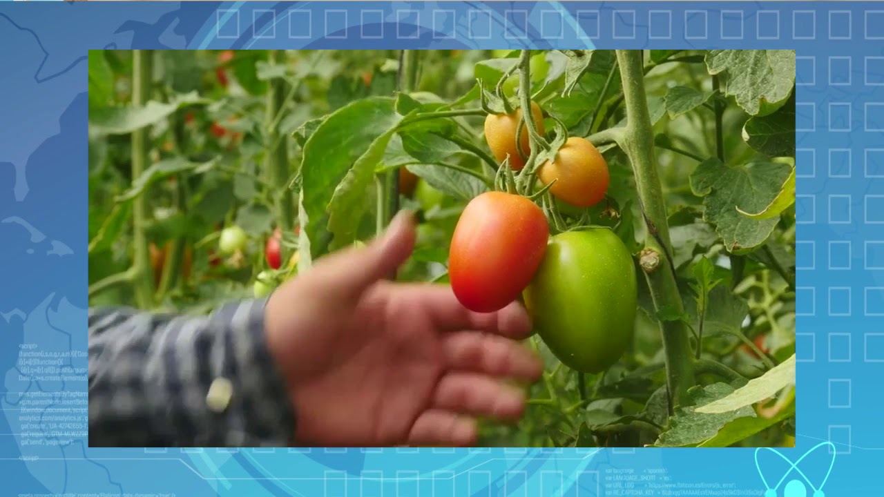 Demuestran que las rotaciones de cultivos ayudan a combatir plagas