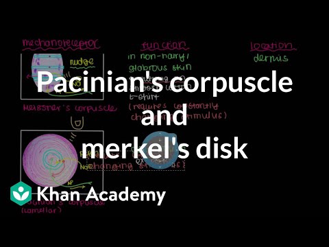 Pacinian's Corpuscle and Merkel's Disk | Integumentary system physiology | NCLEX-RN | Khan Academy