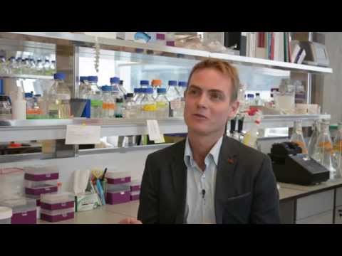 Malaria protein shows potential as cancer treatment