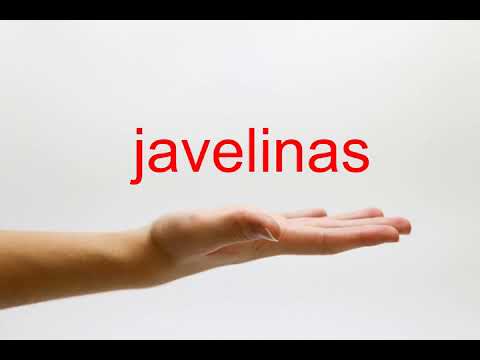 How to Pronounce javelinas - American English