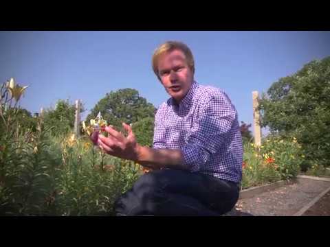 Allen Presents: Lilies