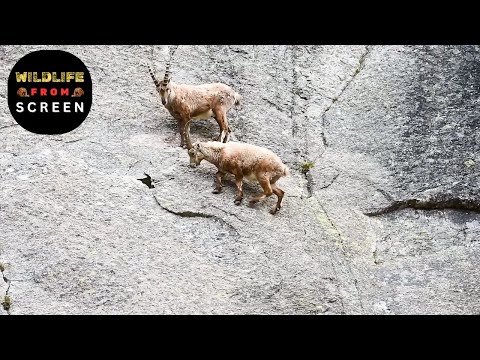 WILD YELLOWSTONE | The Amazing Lives of Mountain Goats and Wolverines | Animal Documentary