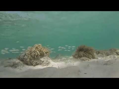 Video – Immersione nello Ionio – ≋≋≋ACQUARIOFILO.NET≋≋≋