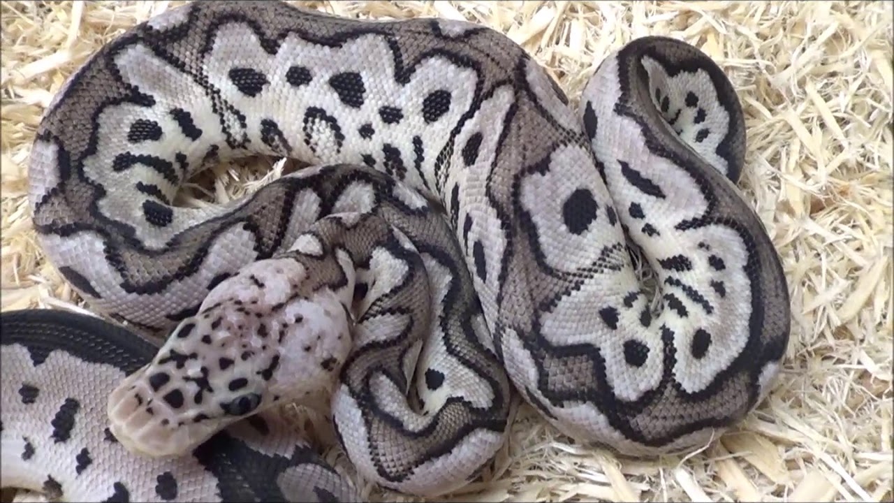 VPI Axanthic Killer Clown Ball Python and Friends