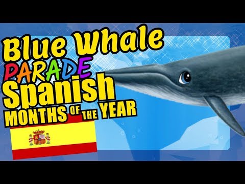 Blue Whale Teaching the Months of the Year in Spanish Educational Language Video for Kids