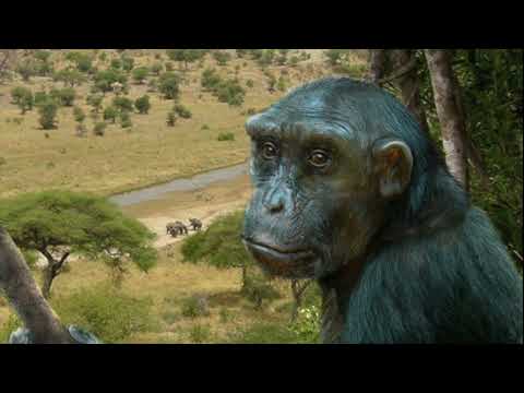 Sahelanthropus Tchadensis