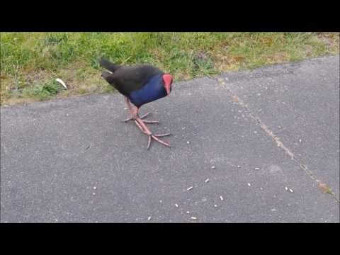 Pukeko feeding his family