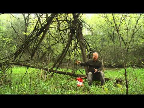 Minnesota Bound | 60 Years of Morel Mushrooms