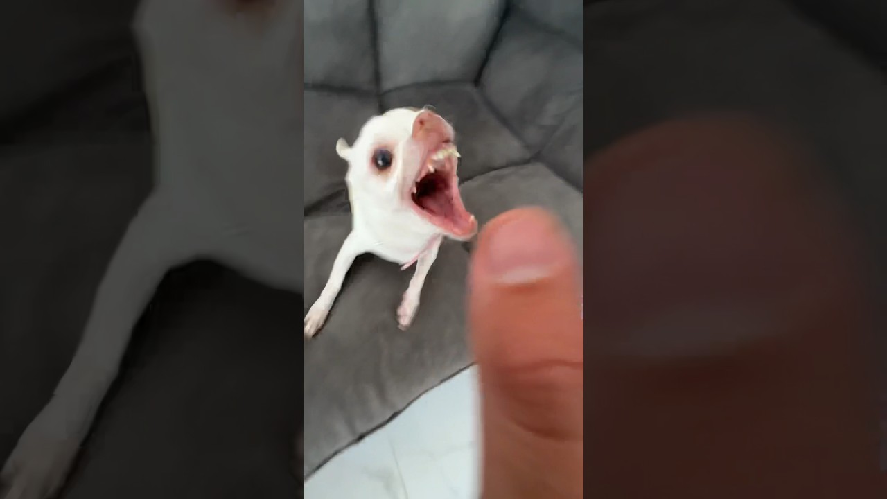 Niki tried to bite the kuchi kuchi😂😂