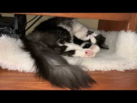 Caturday Matinee: The Sleeping Nook – The Oceanside Animals