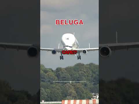 Beluga Pilot Turns BIRDS Into FREE KFC 😱