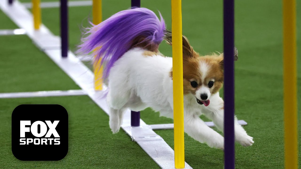 2026 Masters Agility Championship 🐕 FULL Competition 🍿 Westminster Dog Show