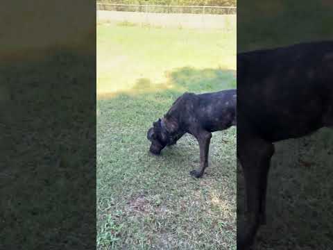 Dog for adoption - Skid, a Dutch Shepherd & Plott Hound Mix in Michigan ...