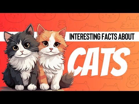Interesting Facts About Cat | Cat Facts for Kids | Cat Facts