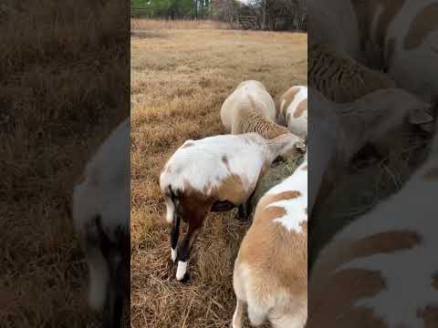 Signs of Lambing for beginners